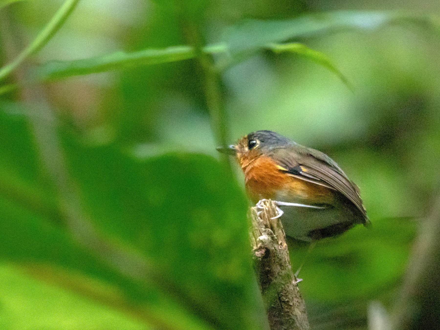 Ponchito de Paria - eBird