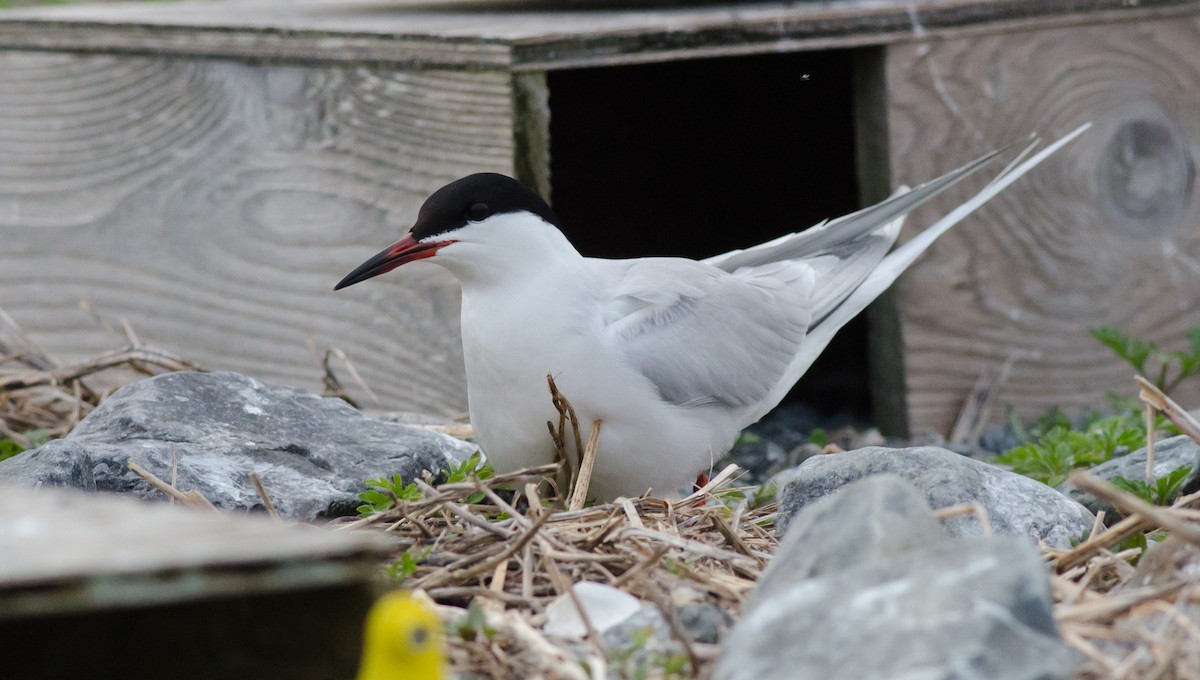 Common x Roseate Tern (hybrid) - eBird