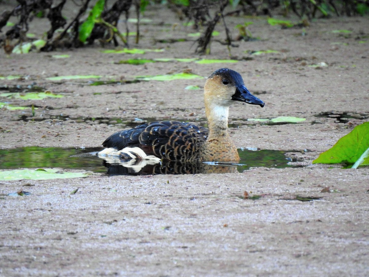 eBird Checklist - 4 Jun 2020 - Coombabah Lakelands Conservation Area ...