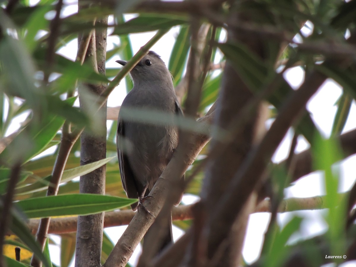 eBird Checklist - 11 Nov 2016 - Backyard Bird Count, Liberia ...