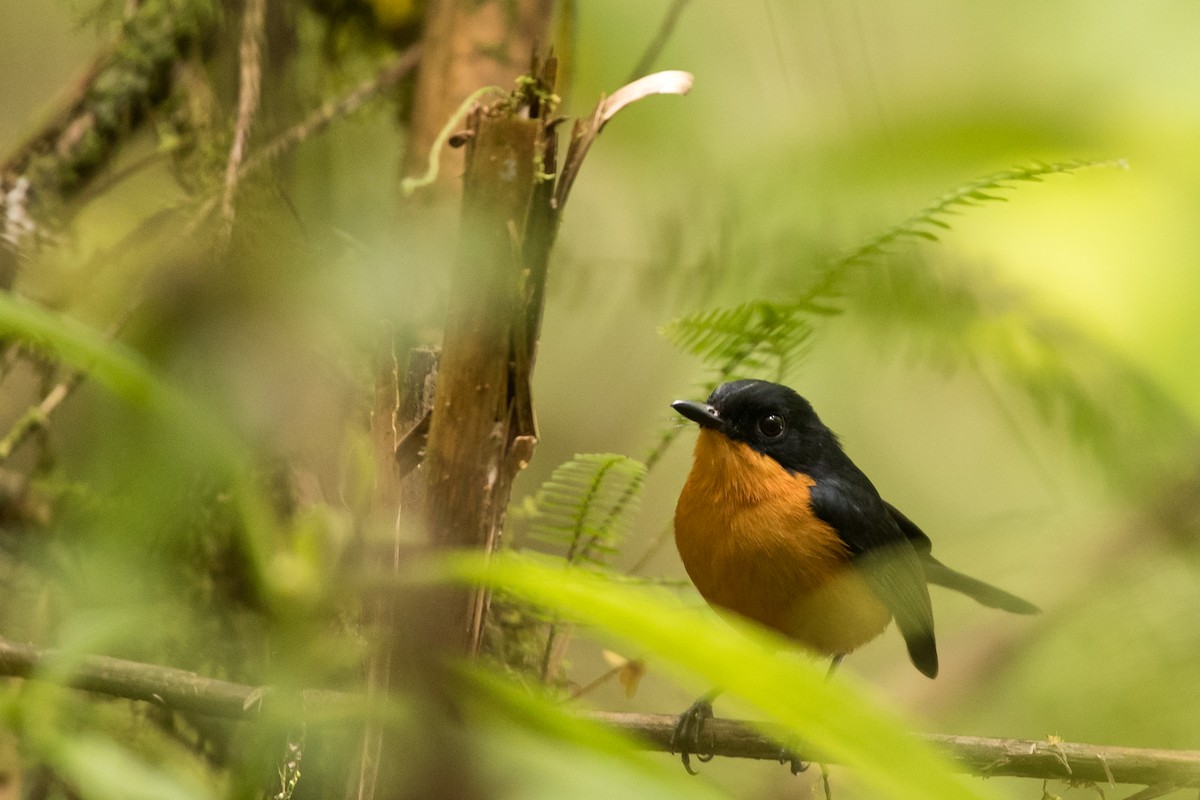 Cinnamon-chested Flycatcher - Ficedula buruensis - Birds of the World