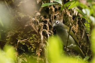 Gray-hooded Heleia - Heleia pinaiae - Birds of the World