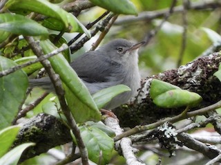 Chirinda Apalis - eBird