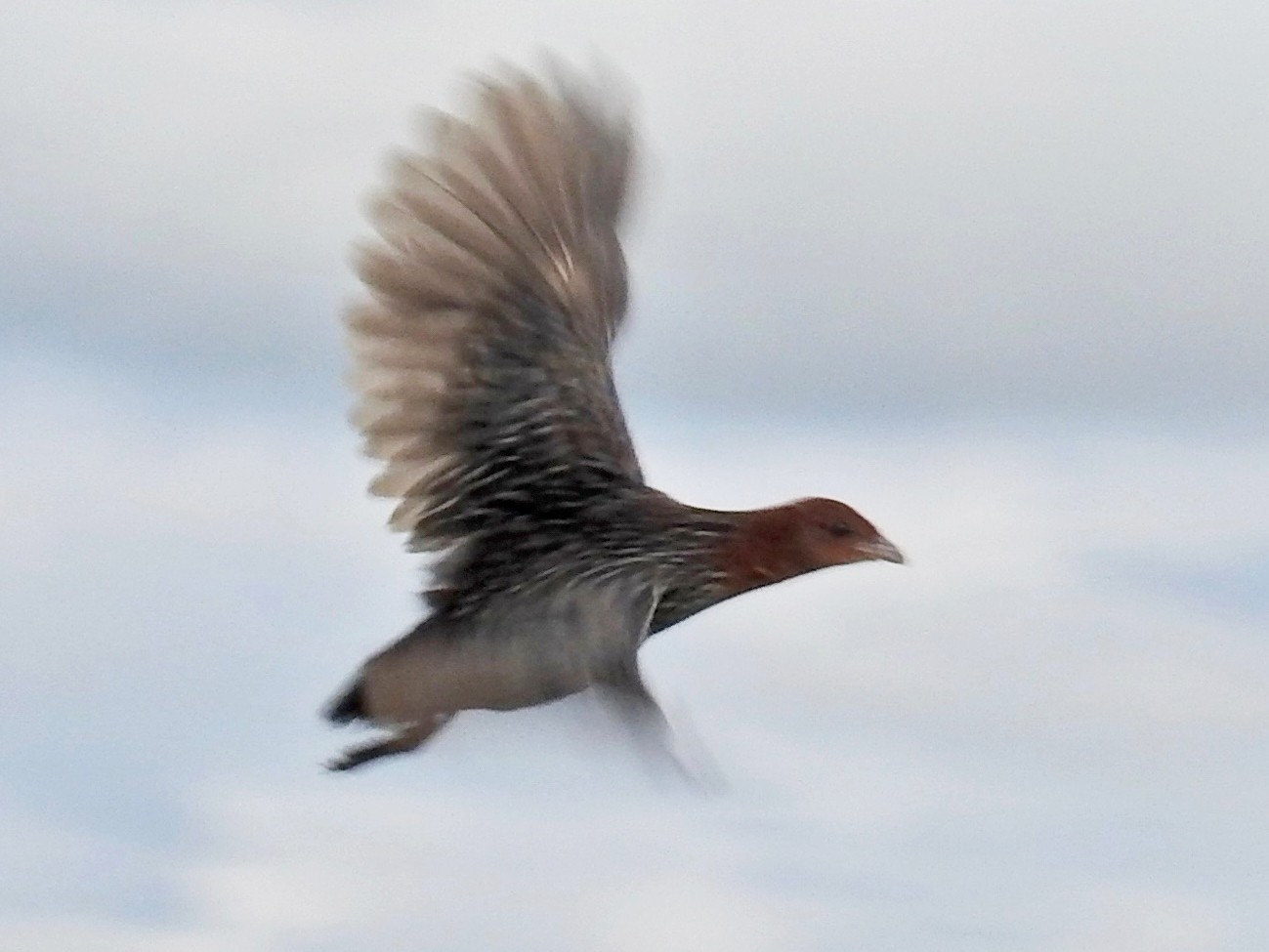 Streaky-breasted Flufftail - eBird