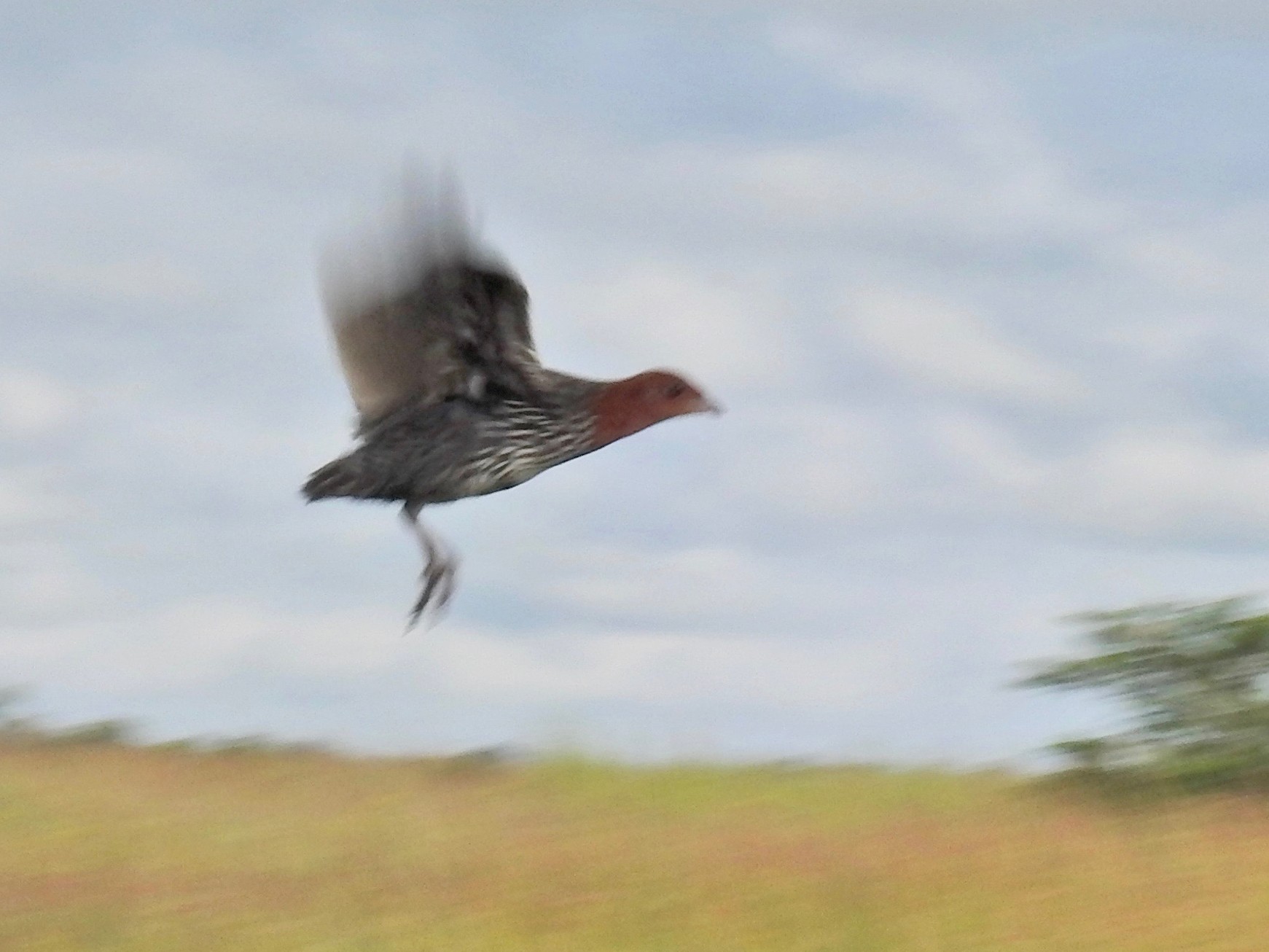 Streaky-breasted Flufftail - eBird