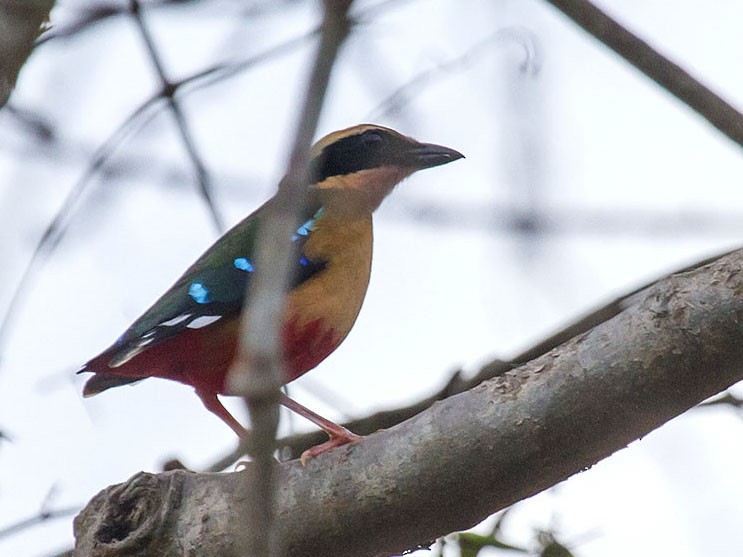 African Pitta - eBird