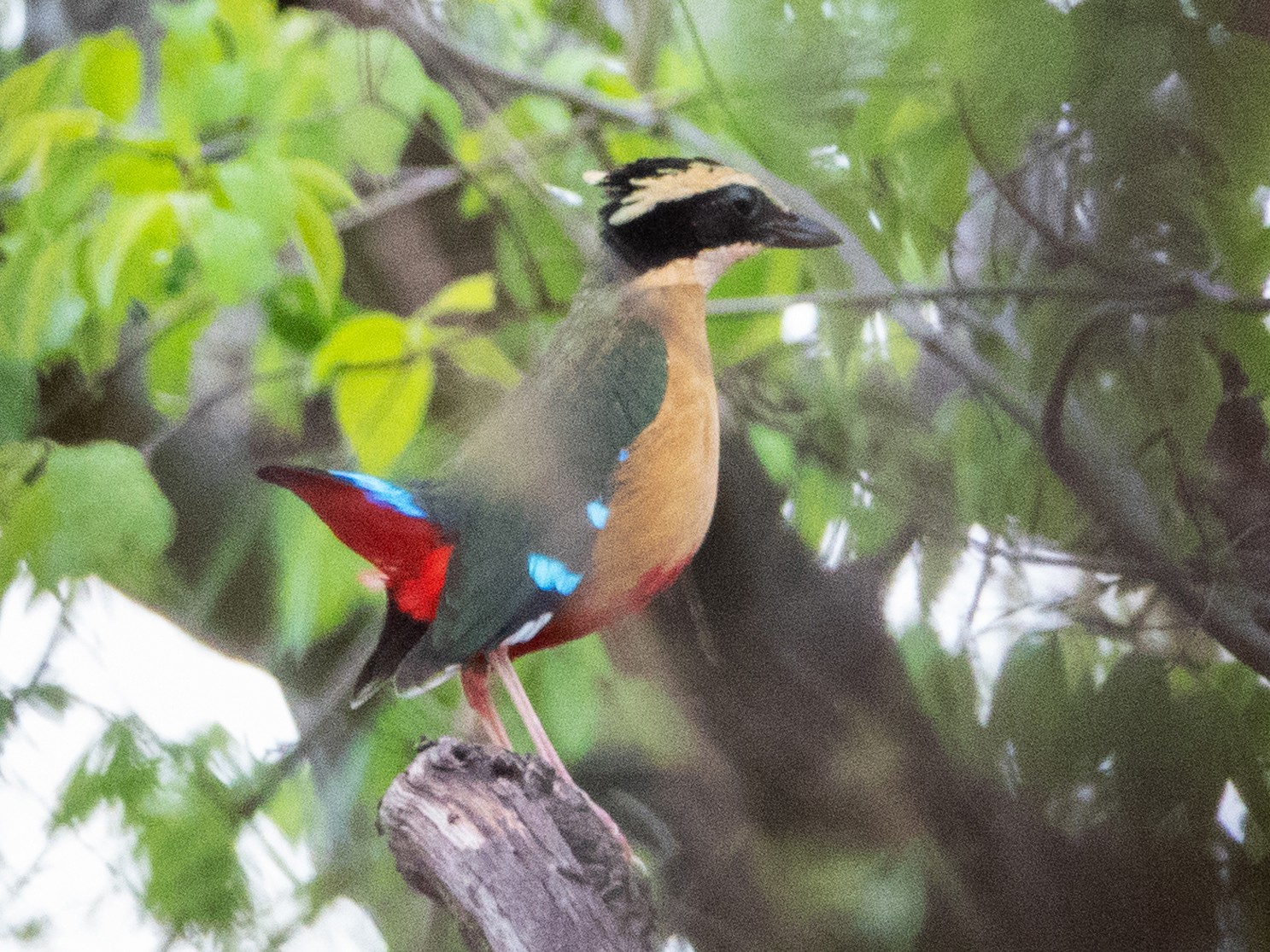 African Pitta - eBird