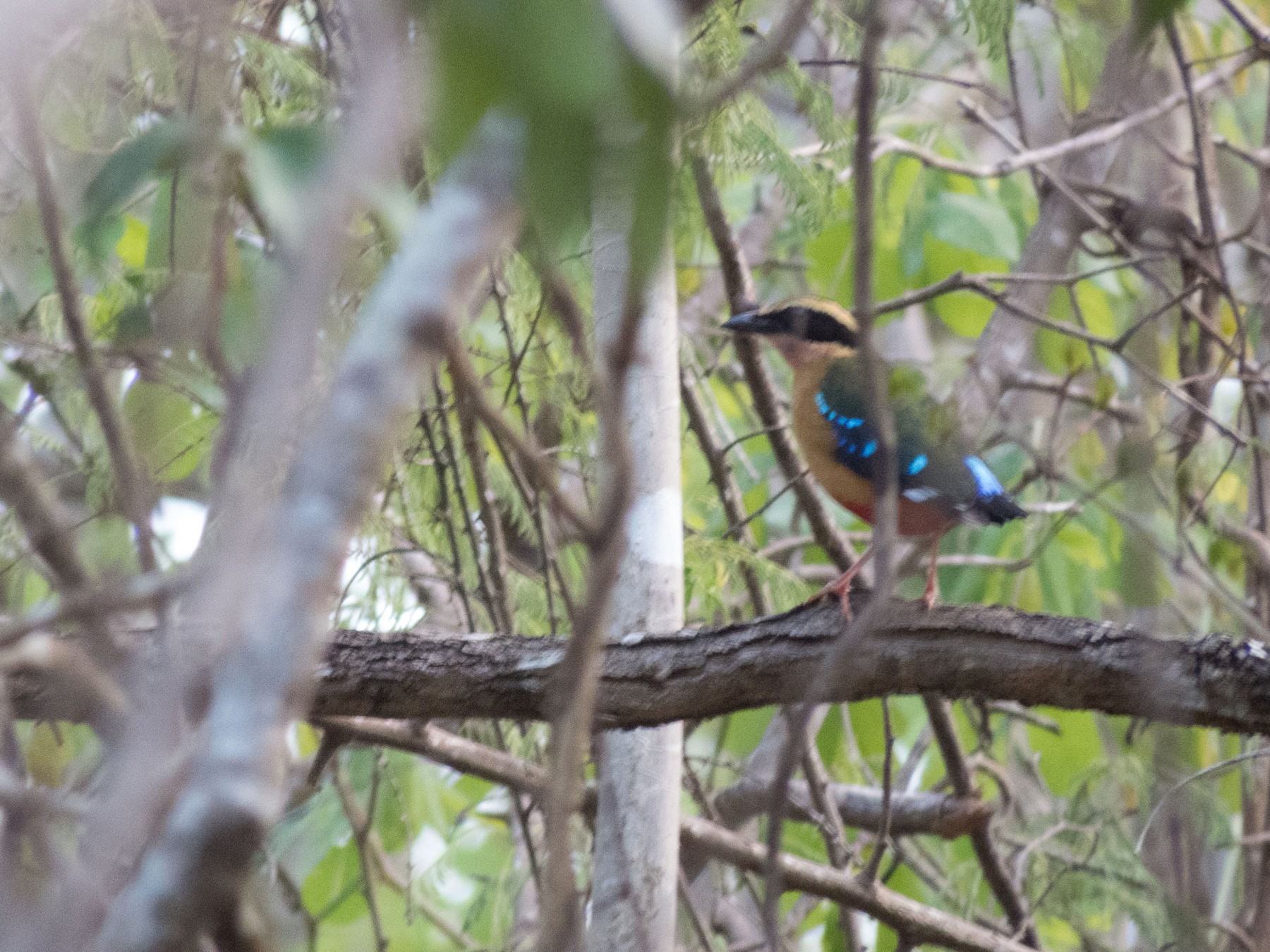 African Pitta - eBird