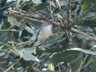 Kungwe Apalis - eBird