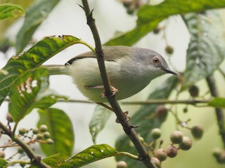 Kungwe Apalis - eBird