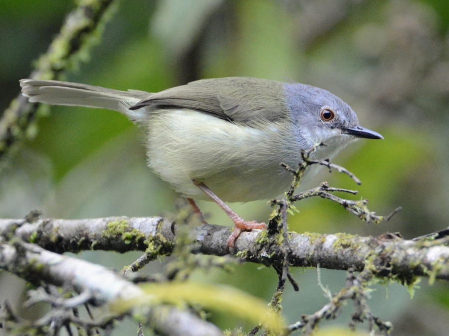 Kungwe Apalis - eBird