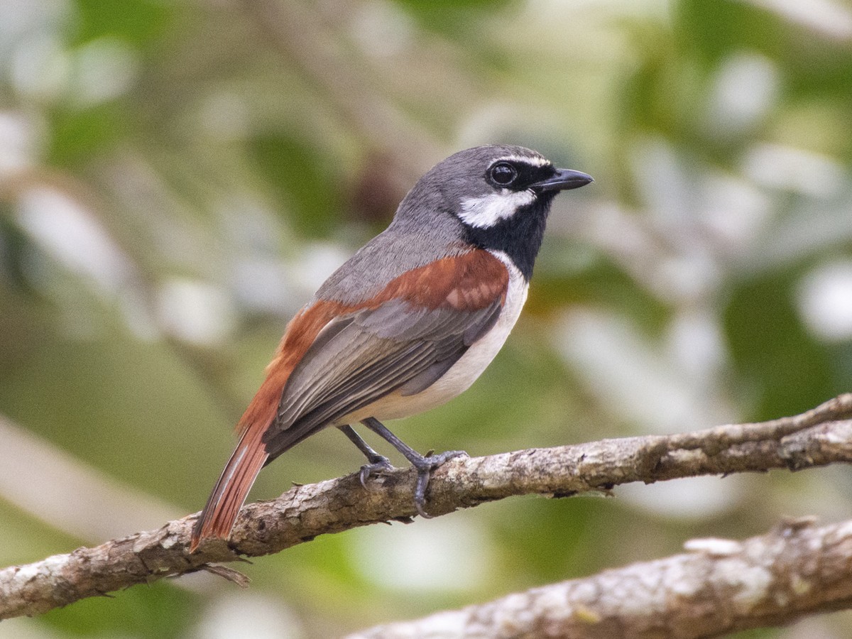 Red-tailed Vanga - Calicalicus madagascariensis - Birds of the World