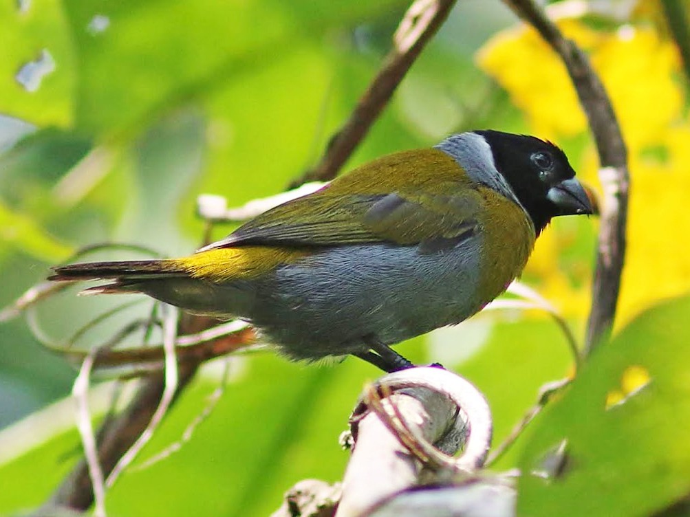 White-collared Oliveback - eBird