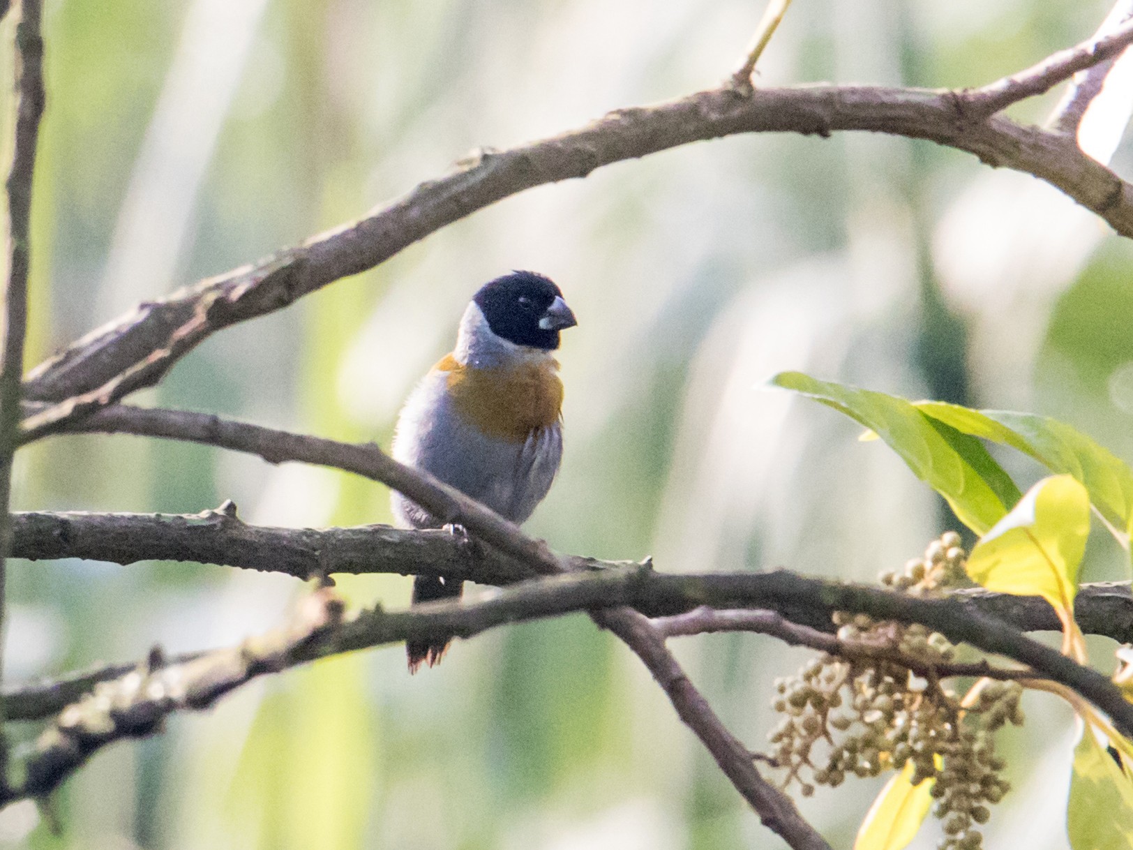White-collared Oliveback - eBird