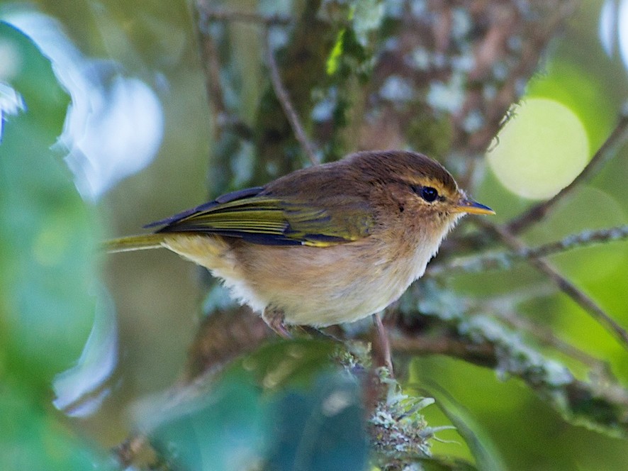 Brown Woodland-Warbler - eBird