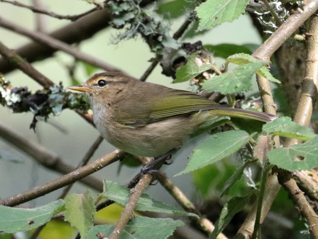 Brown Woodland-Warbler - eBird