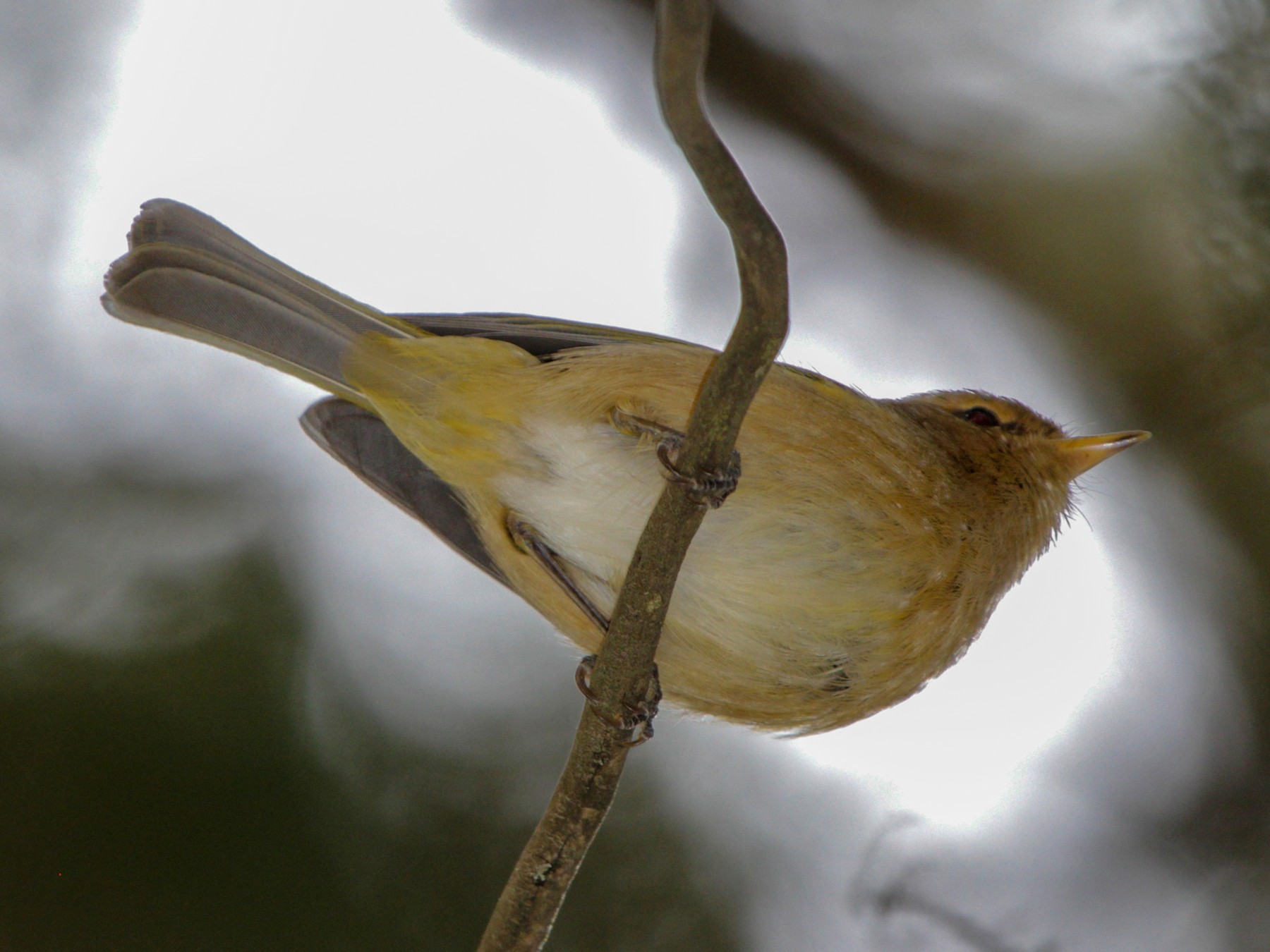 Brown Woodland-Warbler - eBird