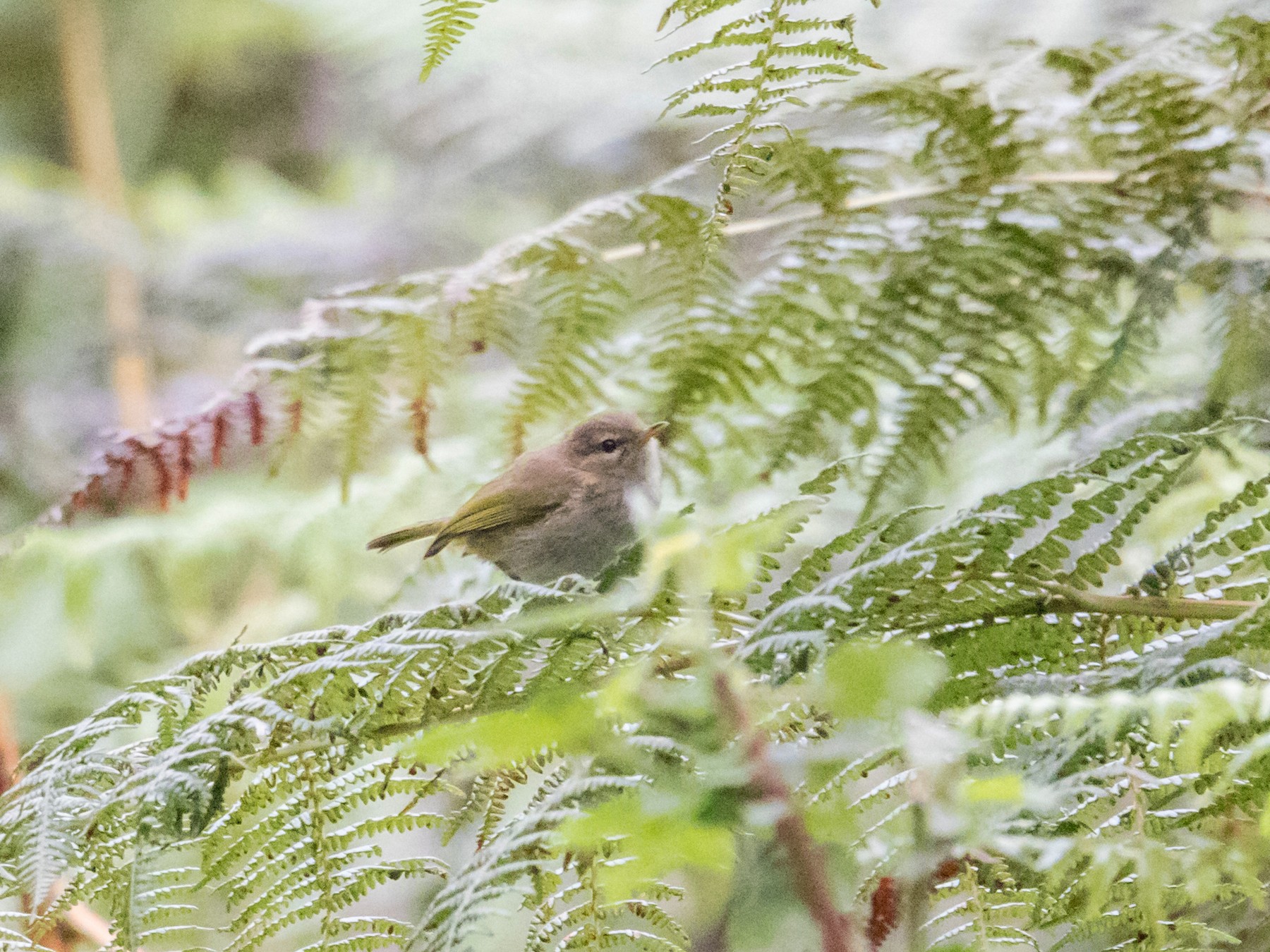 Brown Woodland-Warbler - eBird
