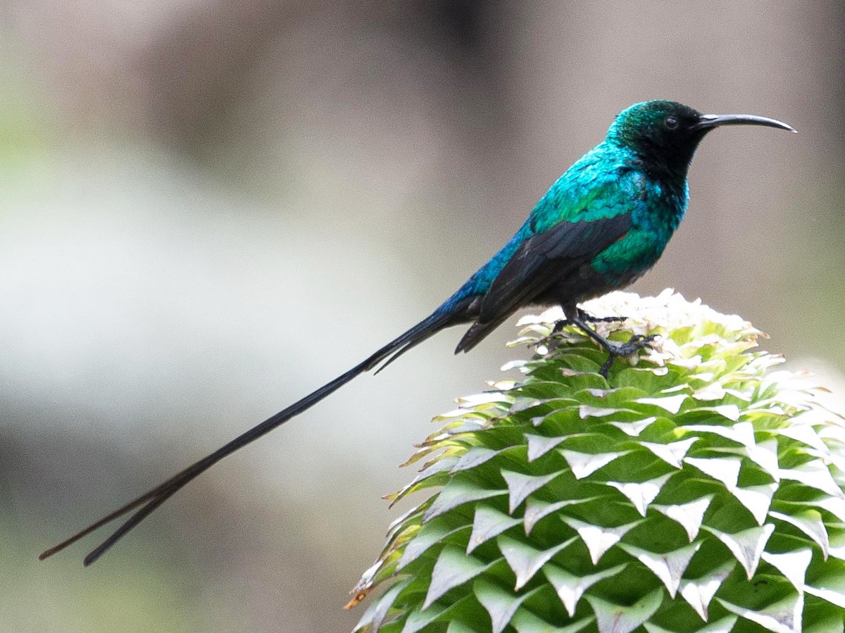 Red-tufted Sunbird - Nectarinia johnstoni - Birds of the World