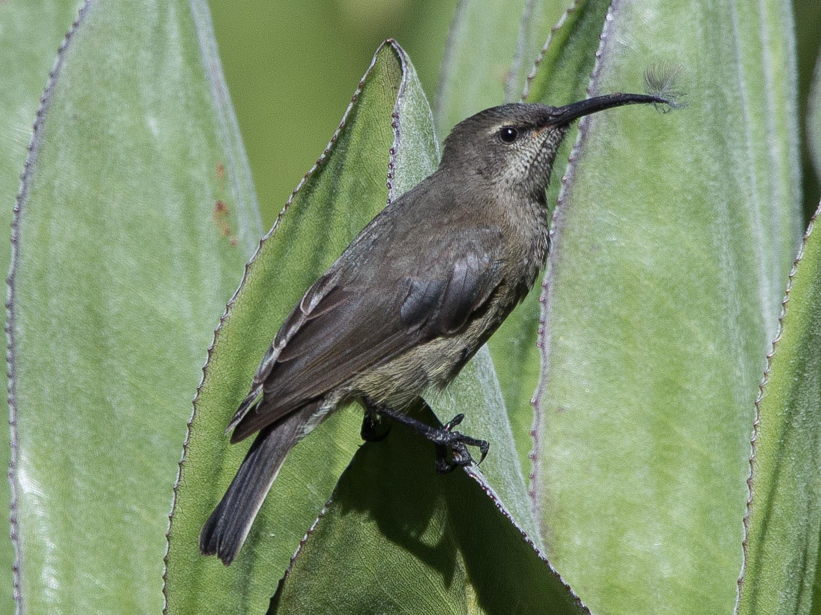 Red-tufted Sunbird - eBird