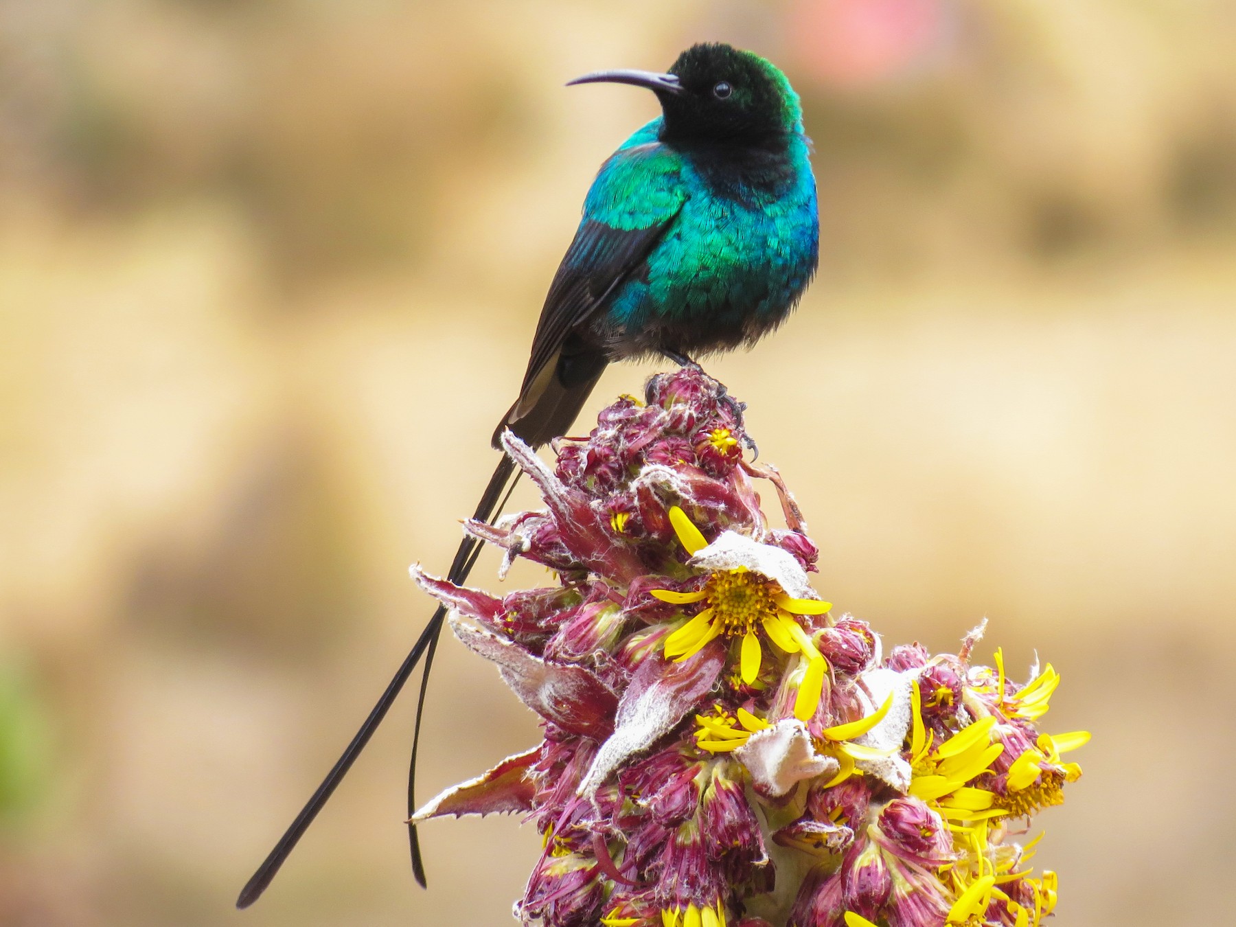 Red-tufted Sunbird - eBird