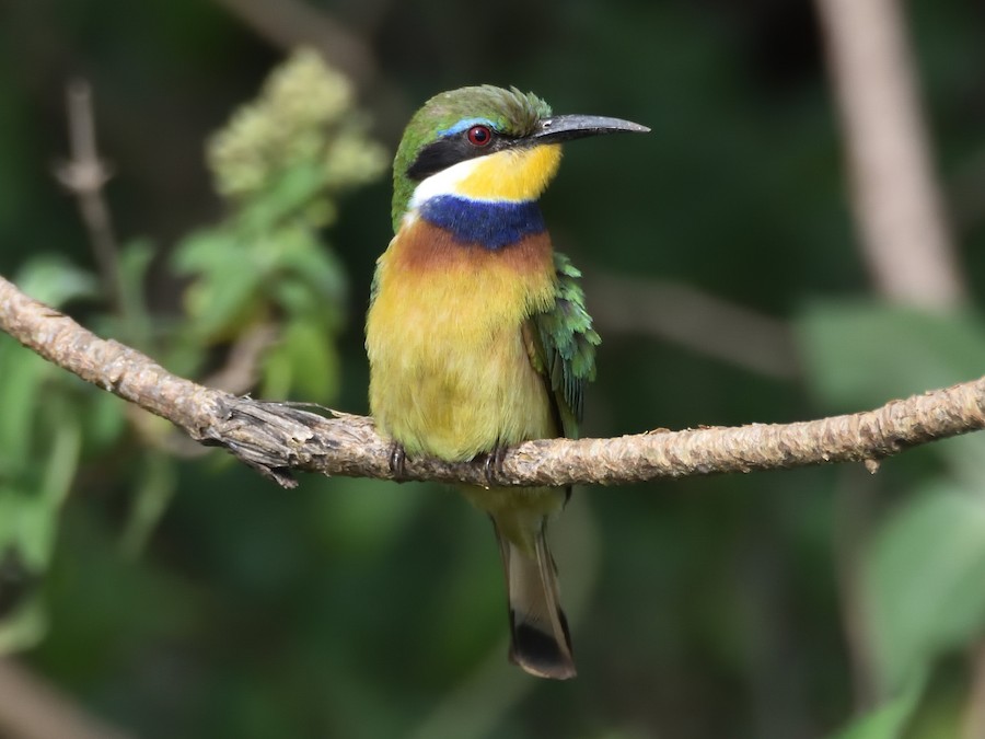 Blue-breasted Bee-eater - eBird
