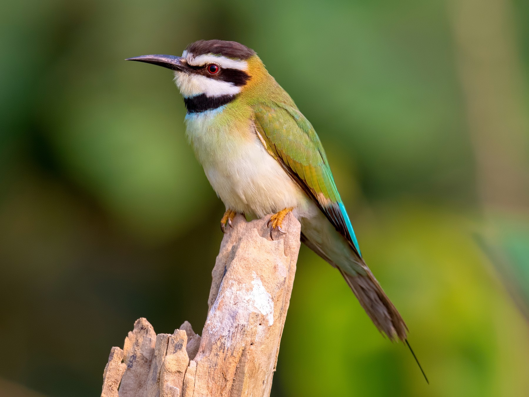 White-throated Bee-eater - eBird