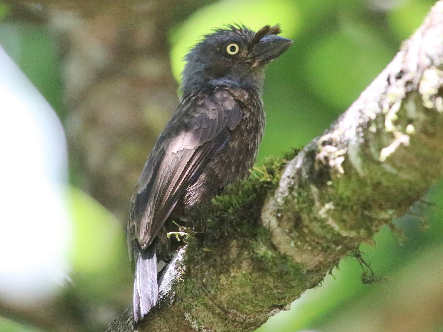 Gray-throated Barbet - eBird