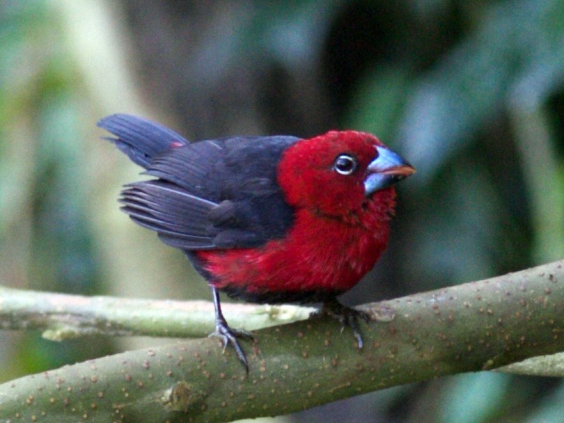 Red-headed Bluebill - eBird