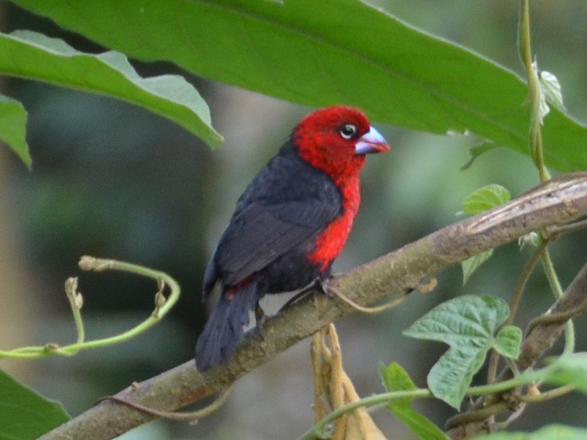 Red-headed Bluebill - eBird