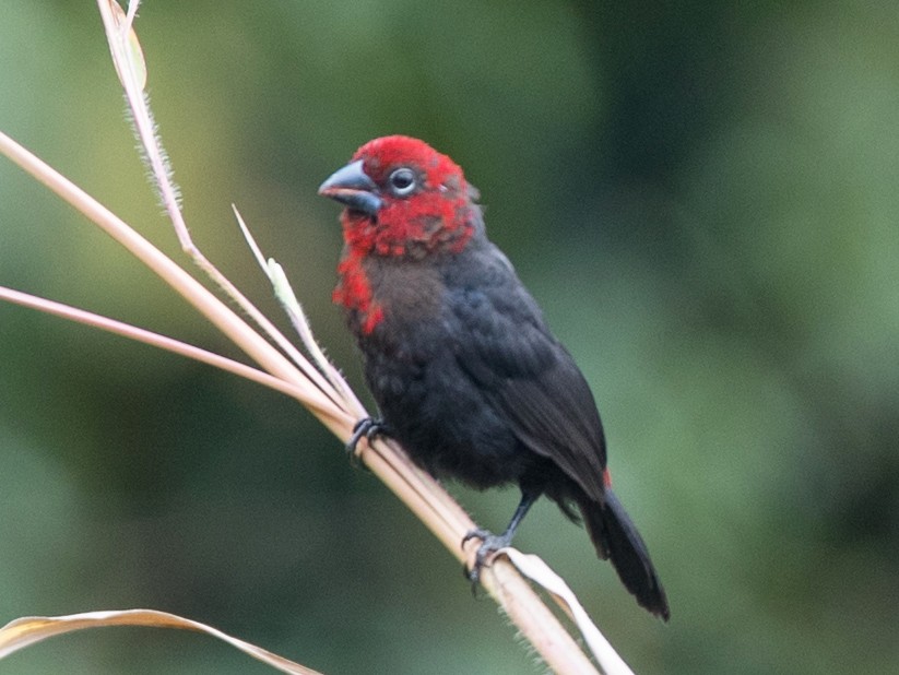 Red-headed Bluebill - eBird