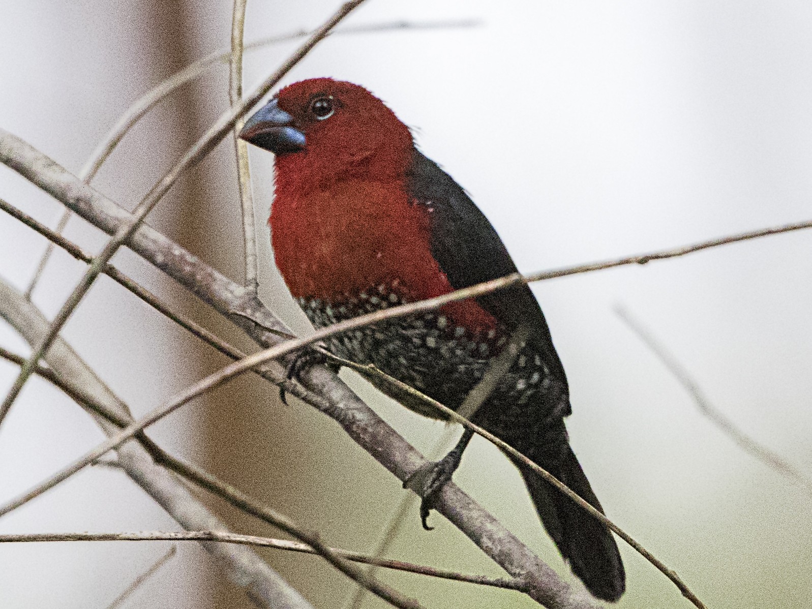 Red-headed Bluebill - eBird