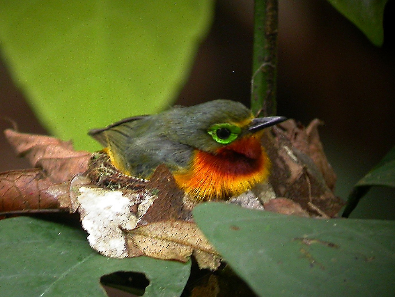 Yellow-bellied Wattle-eye - eBird