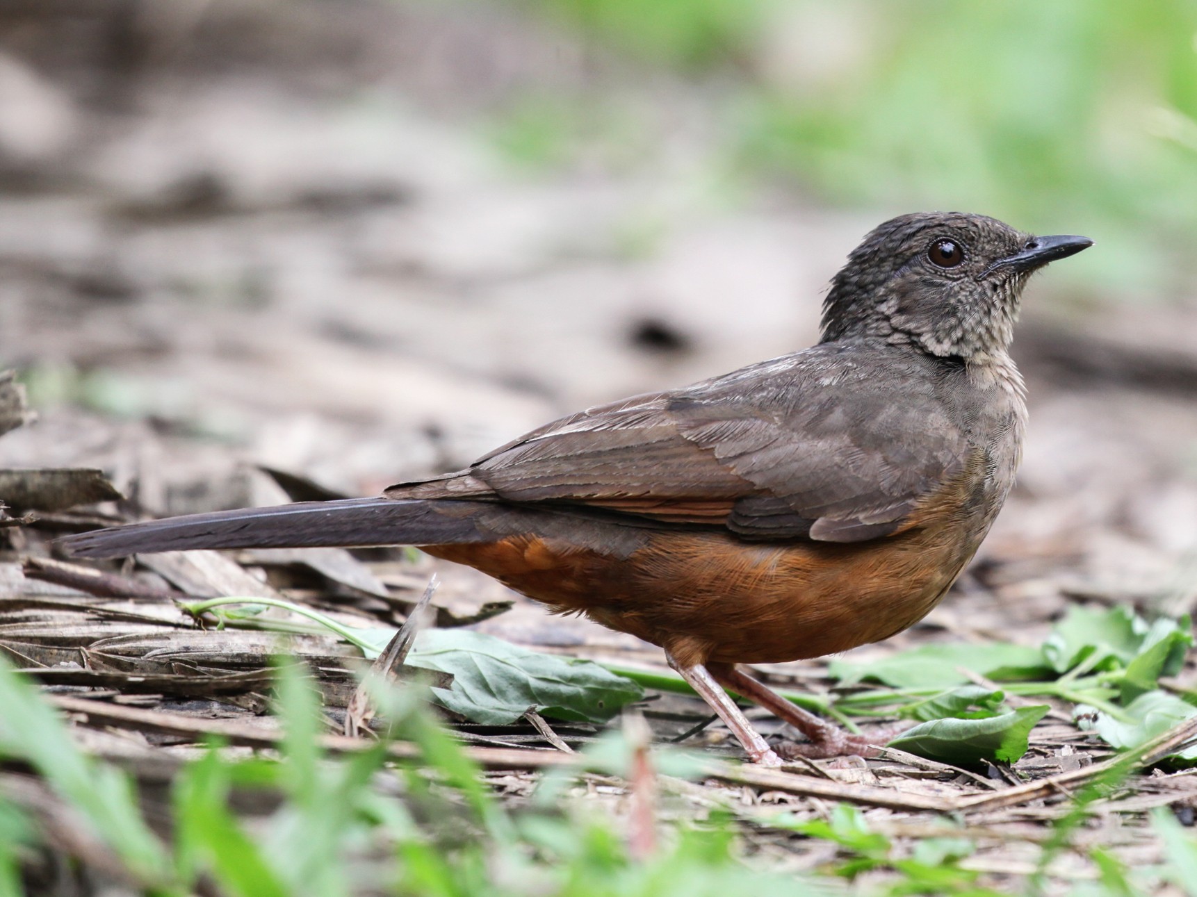 White-tailed Ant-Thrush - eBird