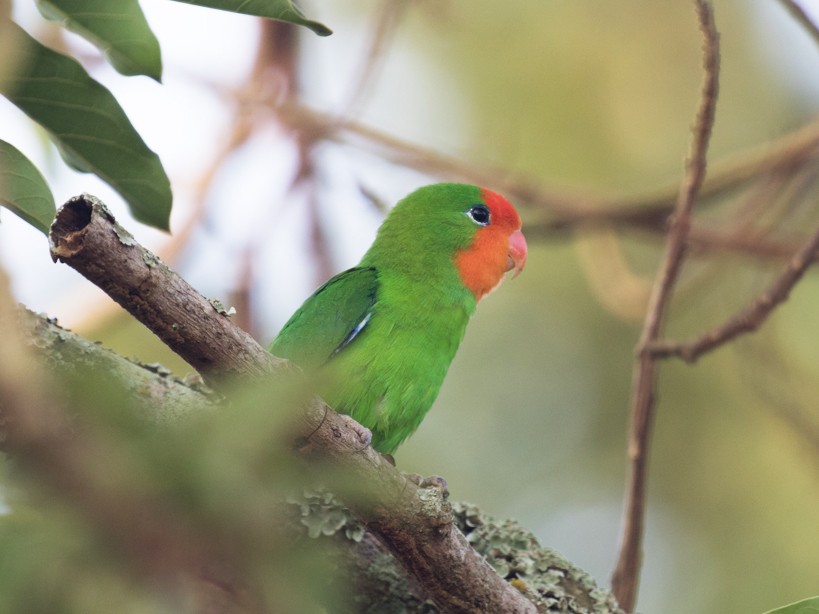 Red-headed Lovebird - eBird