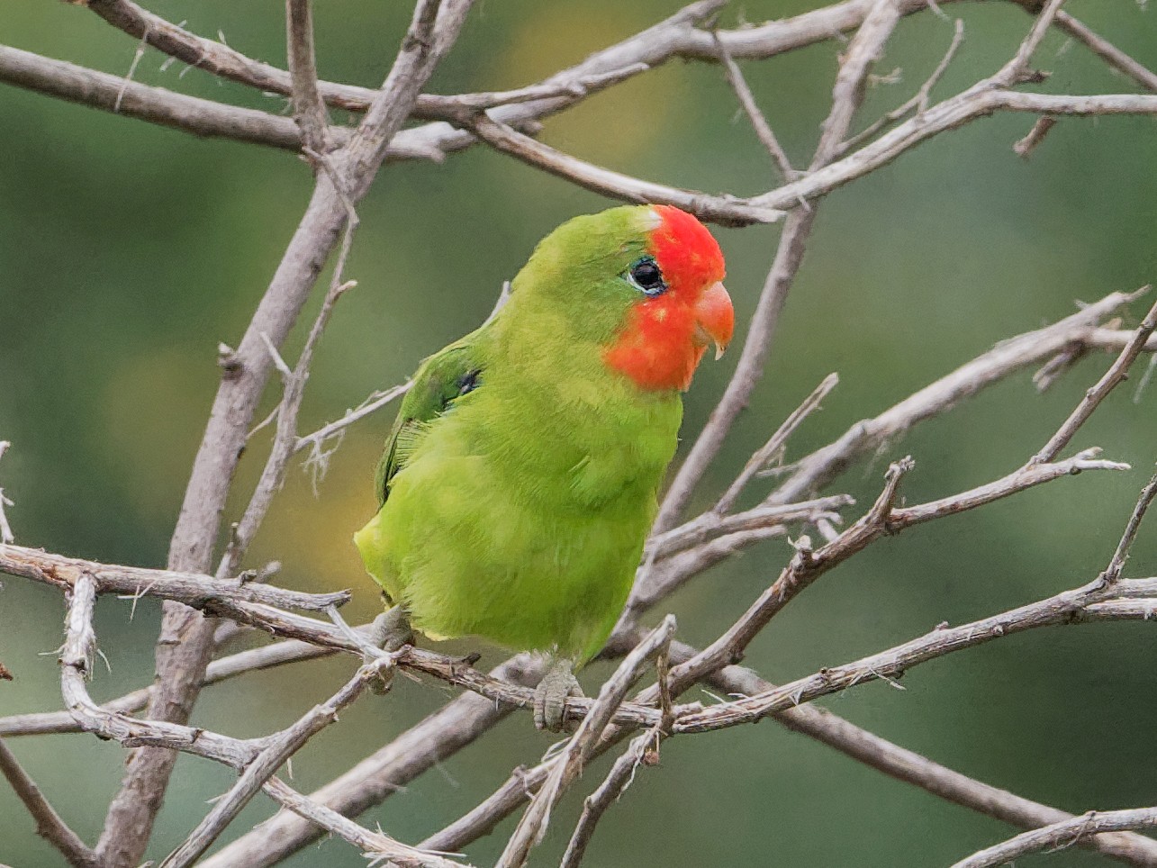 Red-headed Lovebird - eBird