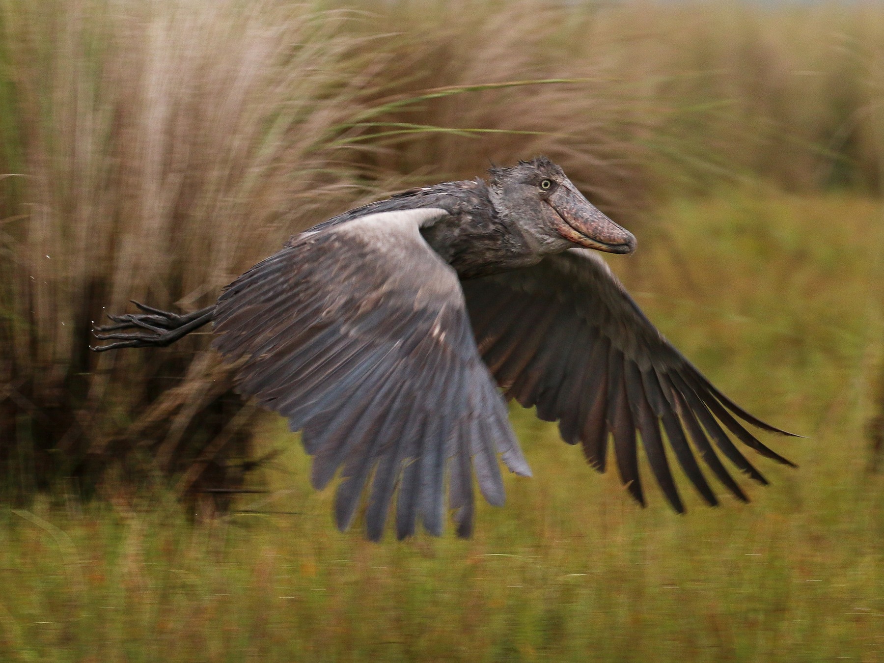 Shoebill - eBird