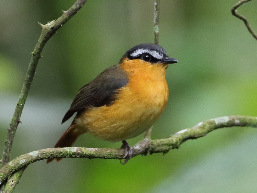 Grey-winged Robin-Chat - eBird