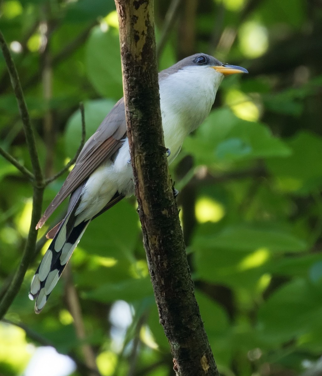 Maryland-DC Breeding Bird Atlas Checklist - 4 Jun 2020 - Susquehanna ...