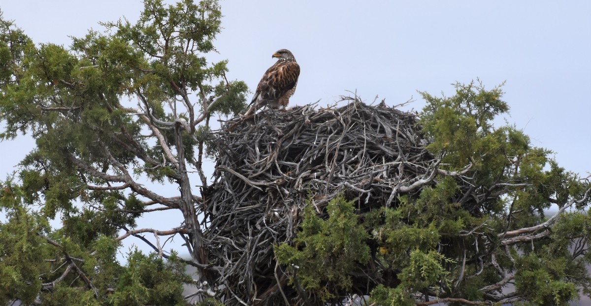 eBird Checklist - 3 Jun 2020 - Hwy. 205--Burns to Malheur NWR - 6 species