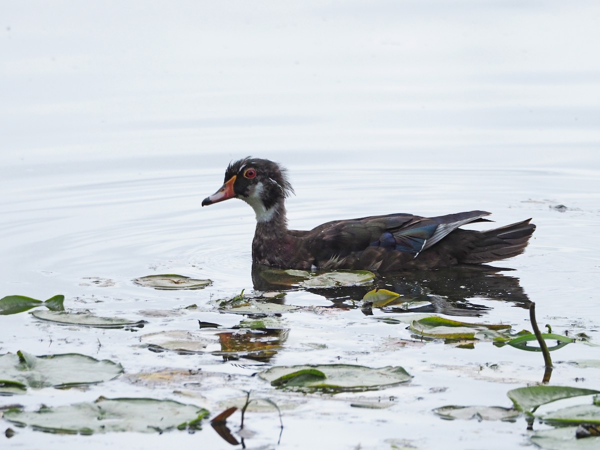 eBird Checklist - 3 Jun 2020 - Union Bay Natural Area/Montlake Fill ...