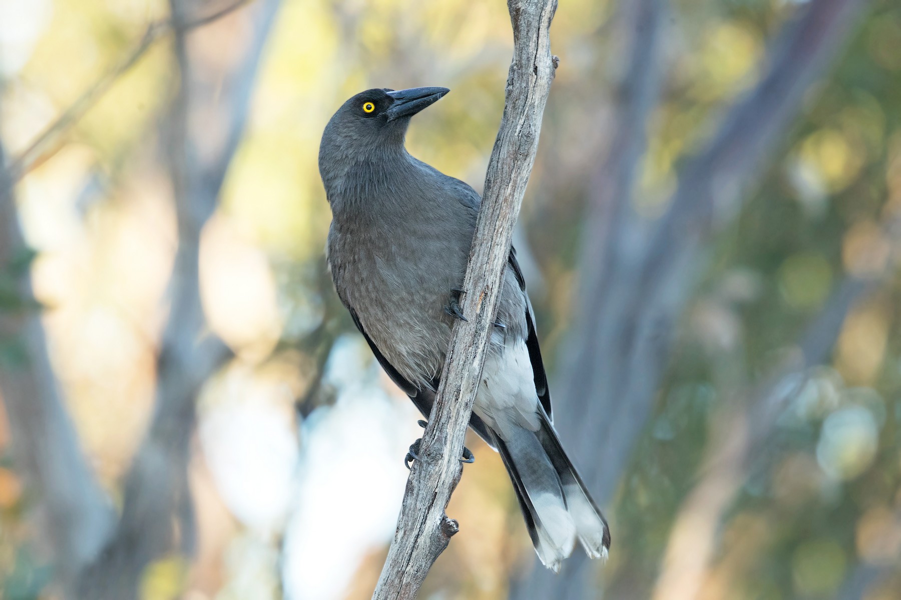 Grey Currawong (Grey) - eBird