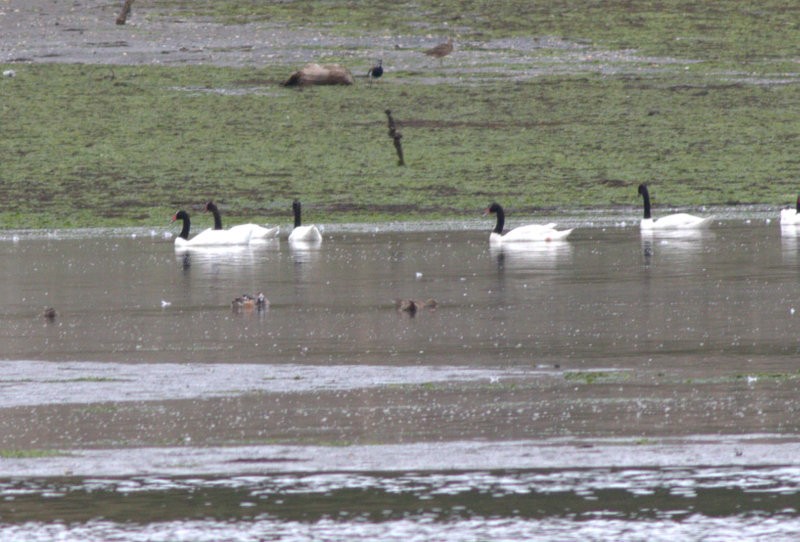 eBird Pacific Northwest Checklist - 28 Jan 2016 - Castro - 9 species
