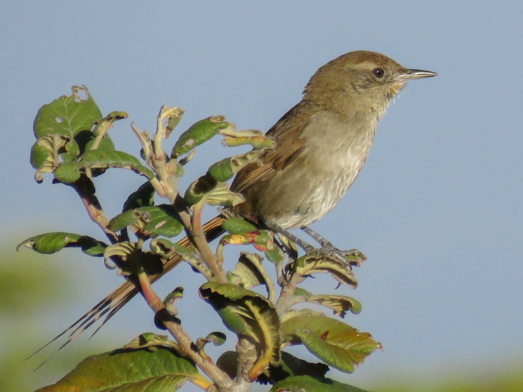 Perija Thistletail - eBird