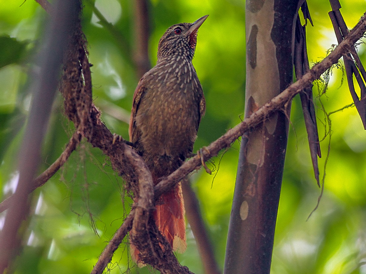 Orinoco Softtail - eBird