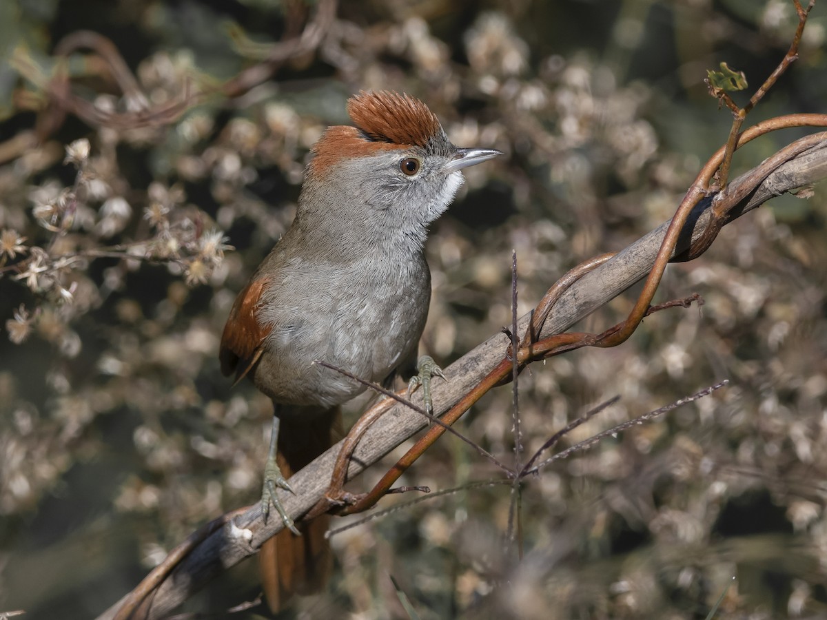 Sooty-fronted Spinetail - Synallaxis frontalis - Birds of the World