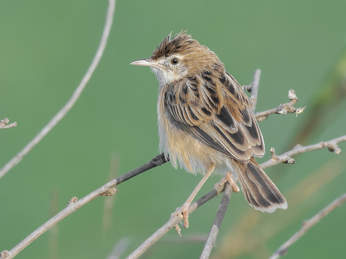 Zitting Cisticola - Cisticola juncidis - Birds of the World