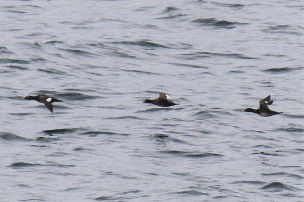 eBird Checklist - 5 Jun 2020 - East Sooke Regional Park--Beechey Head ...