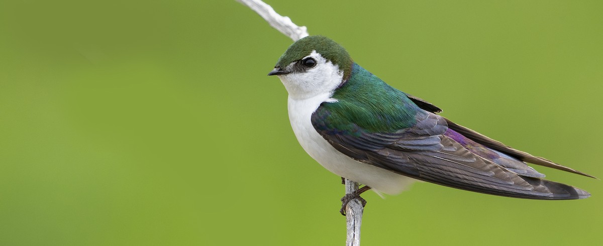 Birds of the World - Cornell Lab of Ornithology