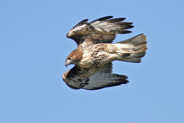 Do Red Tailed Hawks Eat Prairie Dogs